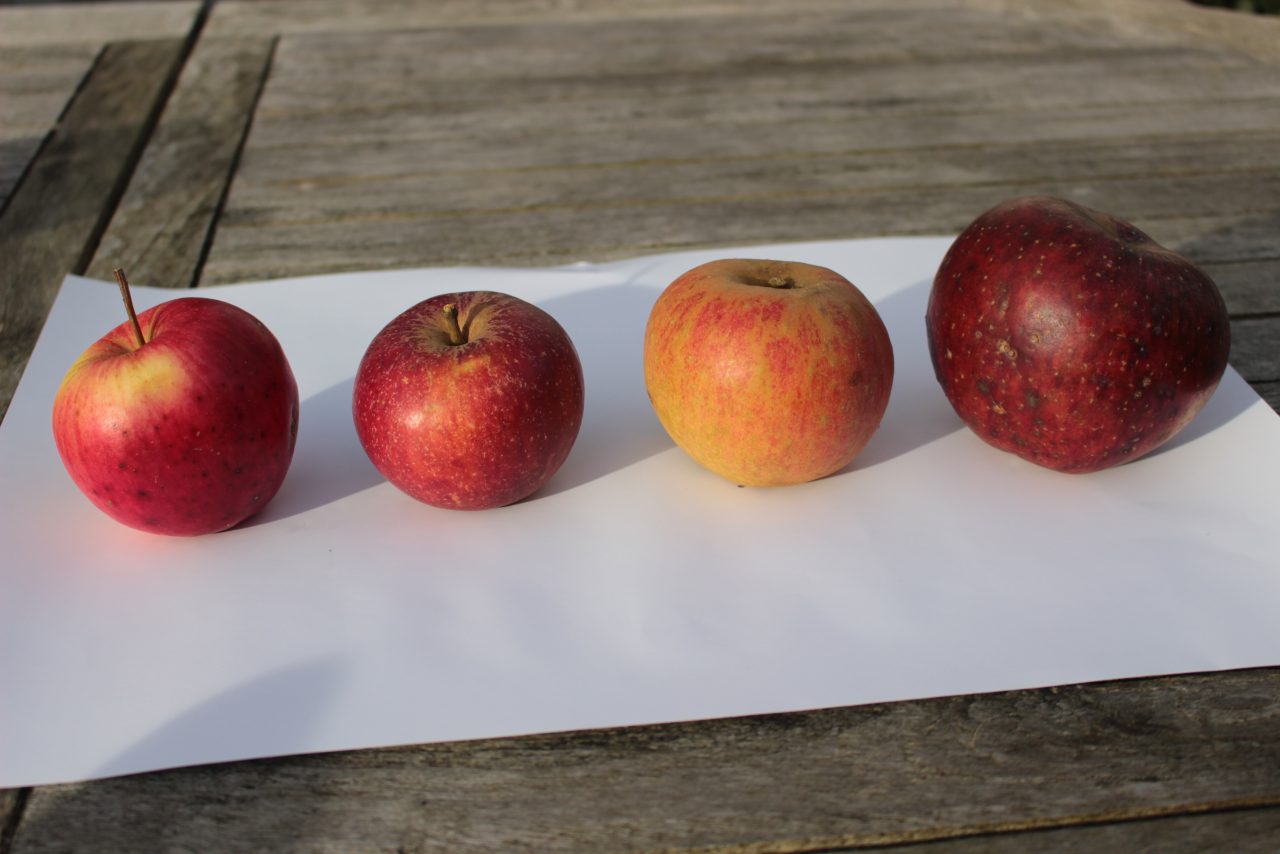 All about apples | Standen Fruit Farm Community Orchard Association